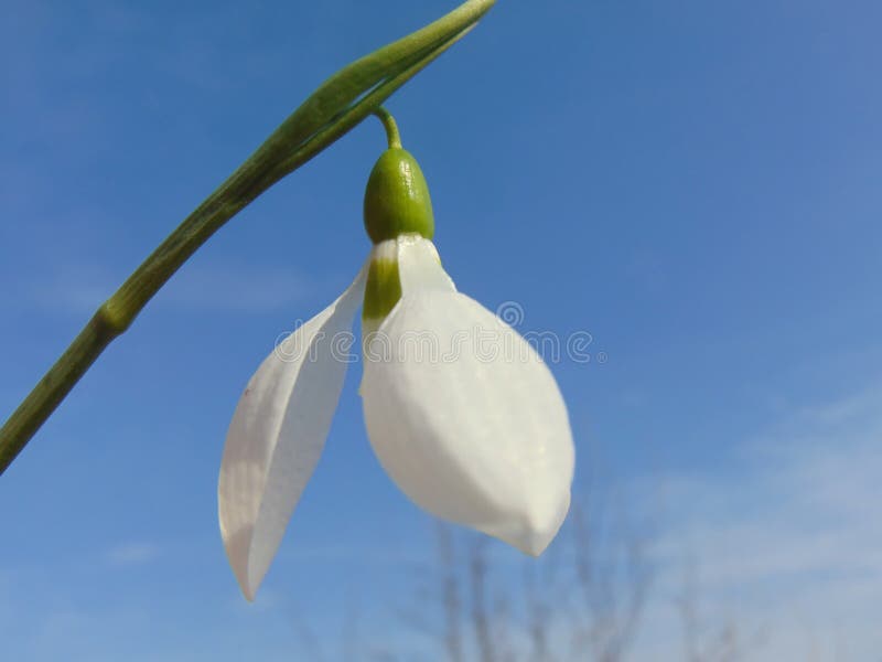 Snowdrop in springtime stock image. Image of leaf, nature - 175541143