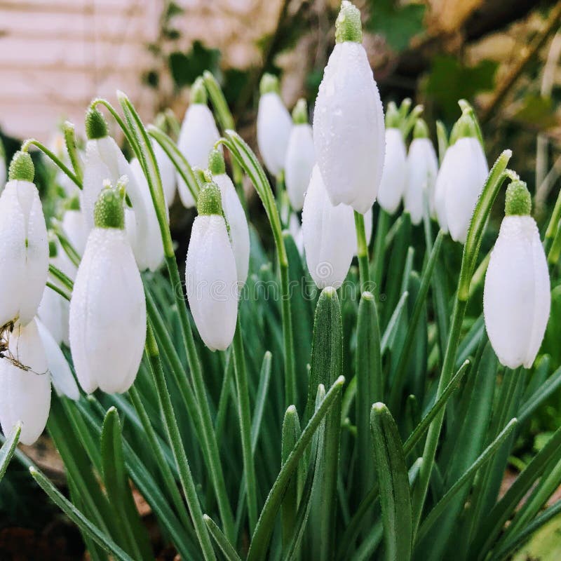 Snowdrop Blossom in the Spring Stock Photo - Image of sparkling, london ...
