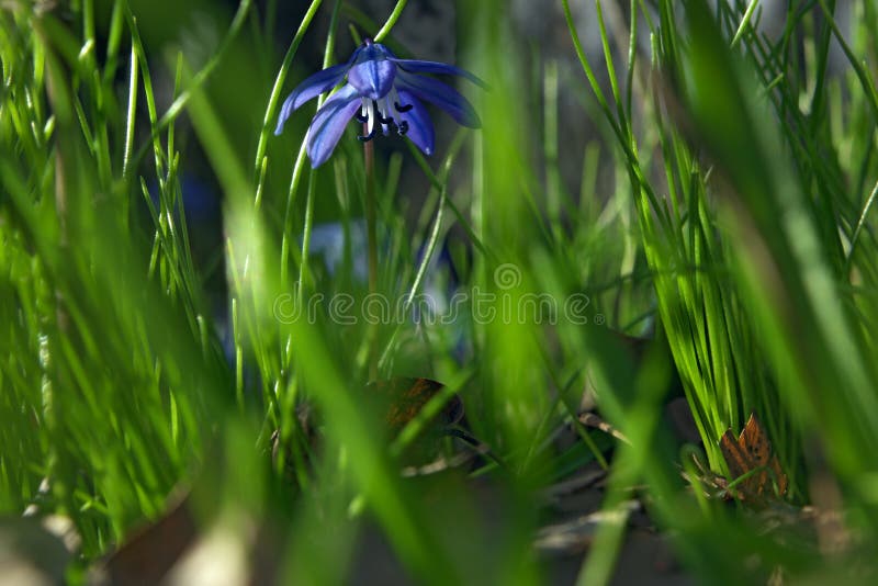 Snowdrop Blue Head in Green Grass Stock Image - Image of blue, season ...