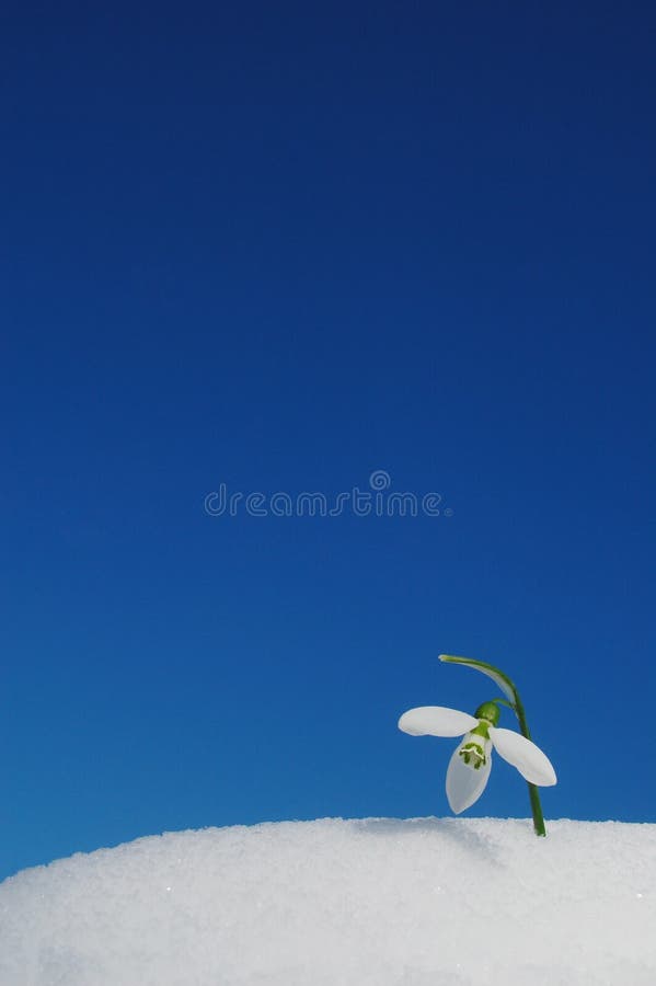 Snowdrop and blue sky stock image. Image of green, beauty - 12758817