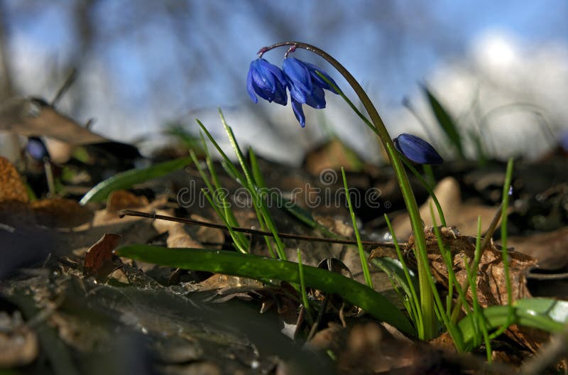 Snowdrop Blue Spiral Grass Stock Photos - Free & Royalty-Free Stock ...