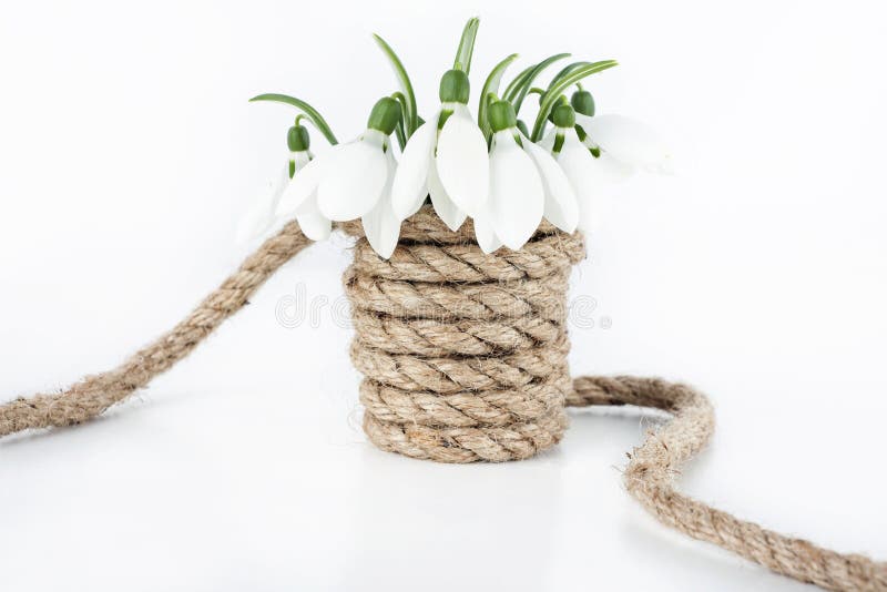 Snowdrop Bouquet Isolated on White Background Stock Photo - Image of ...