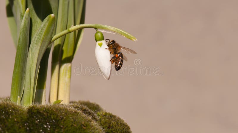 Snowdrop Bud with Honey Bee Stock Image - Image of grass, bouquet: 86790669