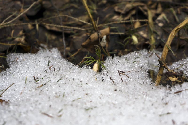 Snowdrop Bud Sprouts from Melting Snow Stock Image - Image of small ...