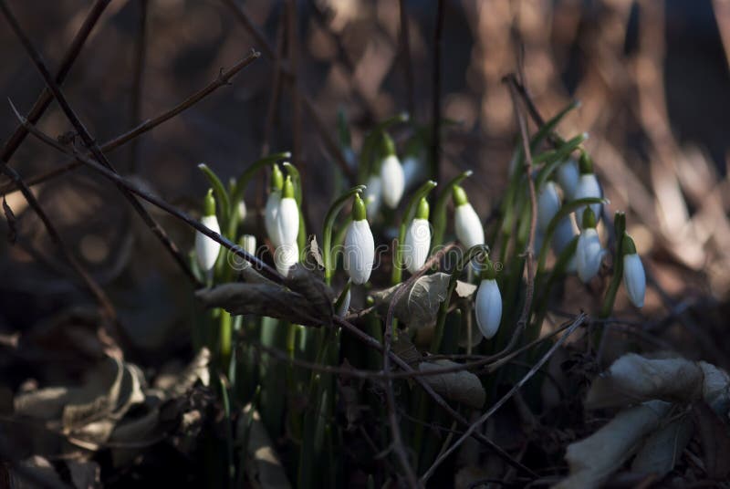 Snowdrop Buds stock photo. Image of flowers, gardening - 88052642