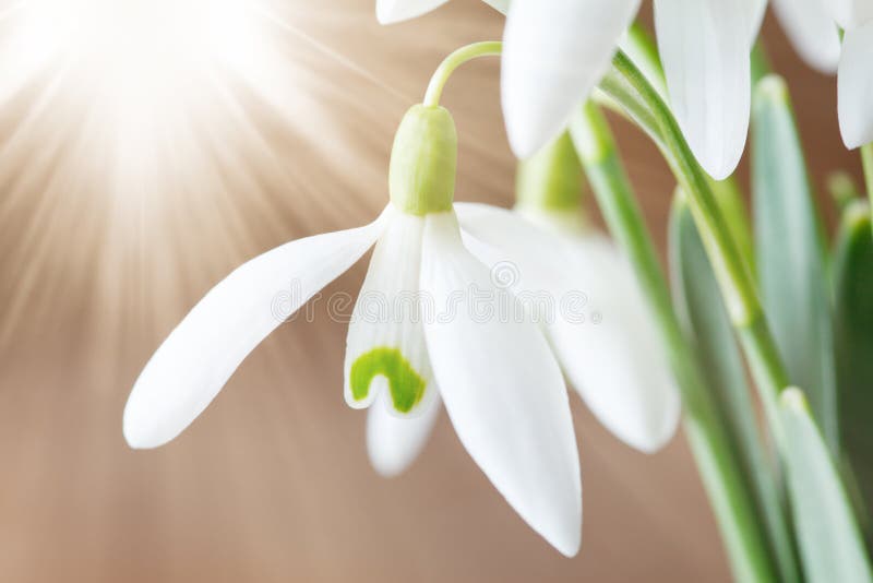 Snowdrop stock photo. Image of macro, flora, fresh, bloom - 110933406