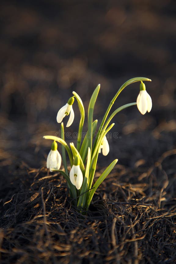 Snowdrop on Burnt Grass in the Park. Forest after a Spring Fire ...