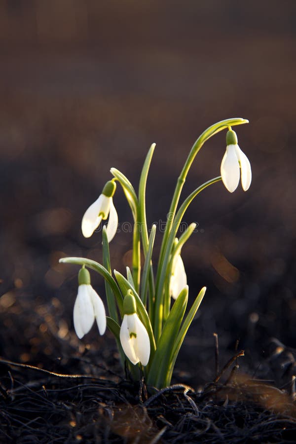 Snowdrop on Burnt Grass in the Park. Forest after a Spring Fire ...