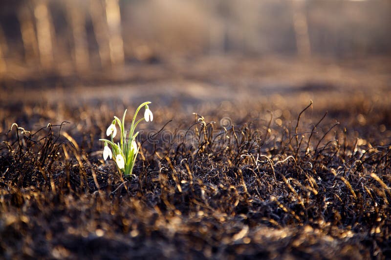 Snowdrop on Burnt Grass in the Park. Forest after a Spring Fire ...