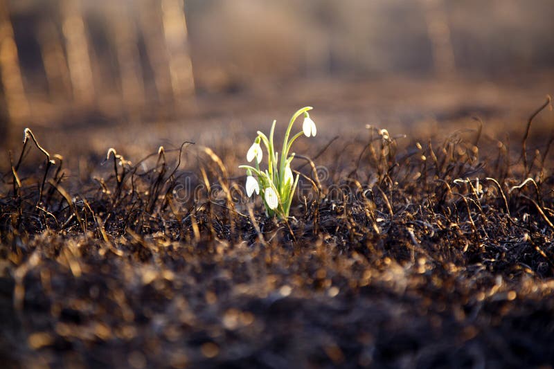 Snowdrop on Burnt Grass in the Park. Forest after a Spring Fire ...