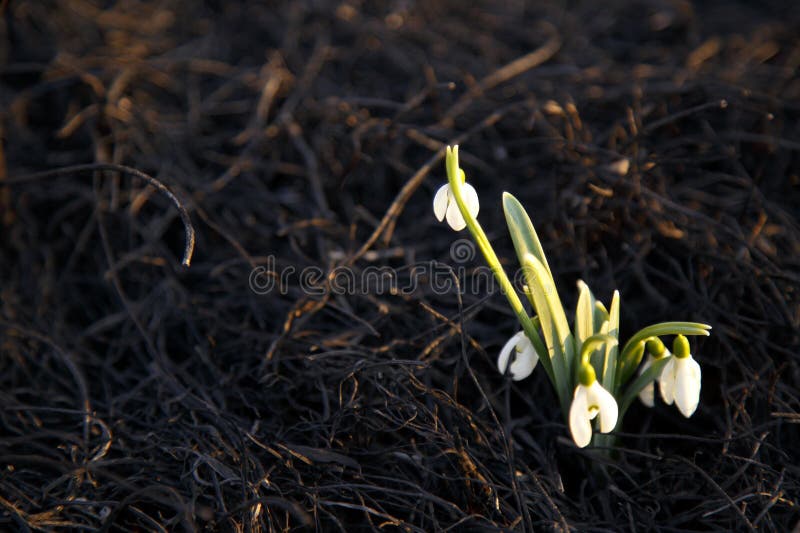 Snowdrop on Burnt Grass in the Park. Forest after a Spring Fire ...