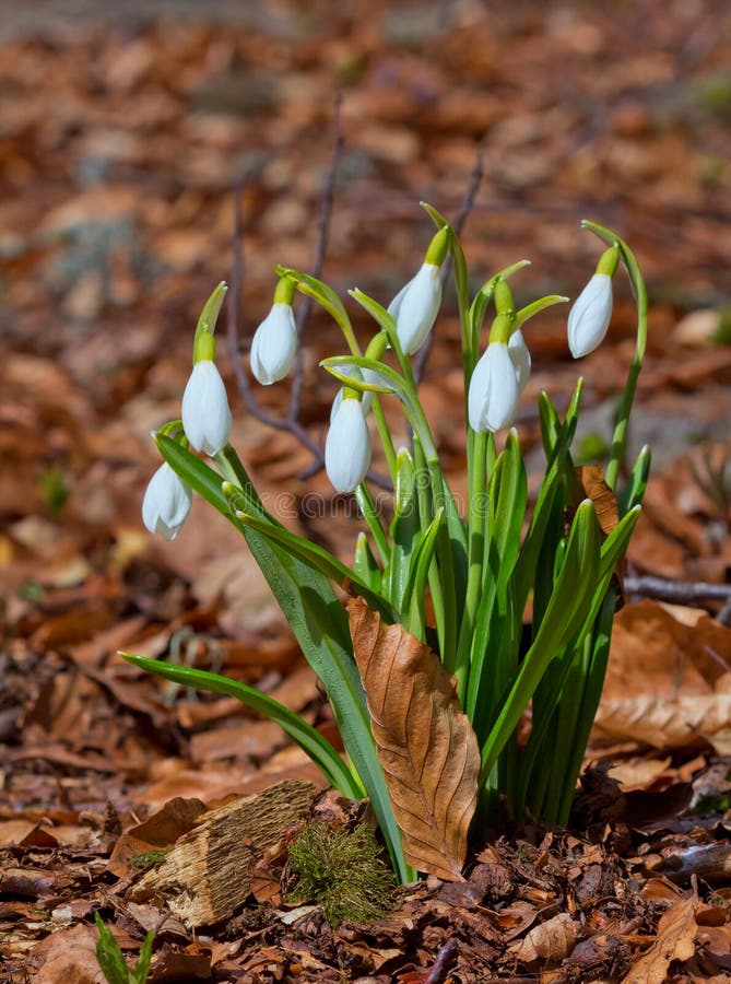 Yellow Snowdrop In Dry Foliage Stock Photo - Image of bright ...