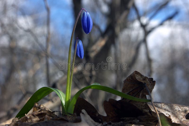Snowdrop blue stock image. Image of flower, lilac, season - 84588613