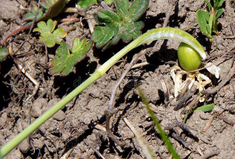 Snowdrop capsule fruit stock image. Image of winter - 179318285