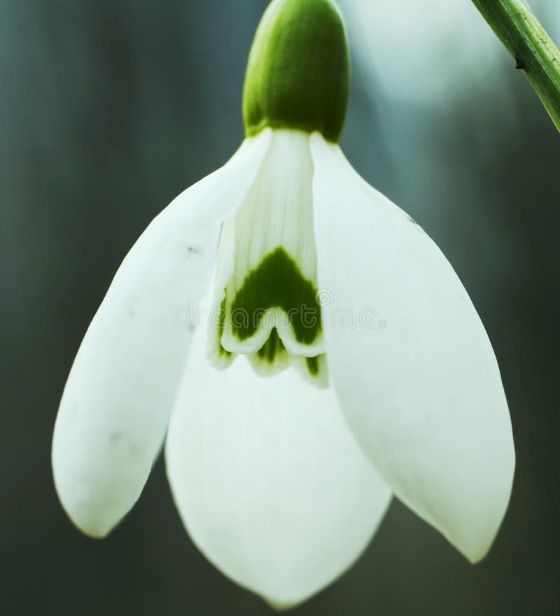 Snowdrop stock photo. Image of environment, park, bloom - 54188248
