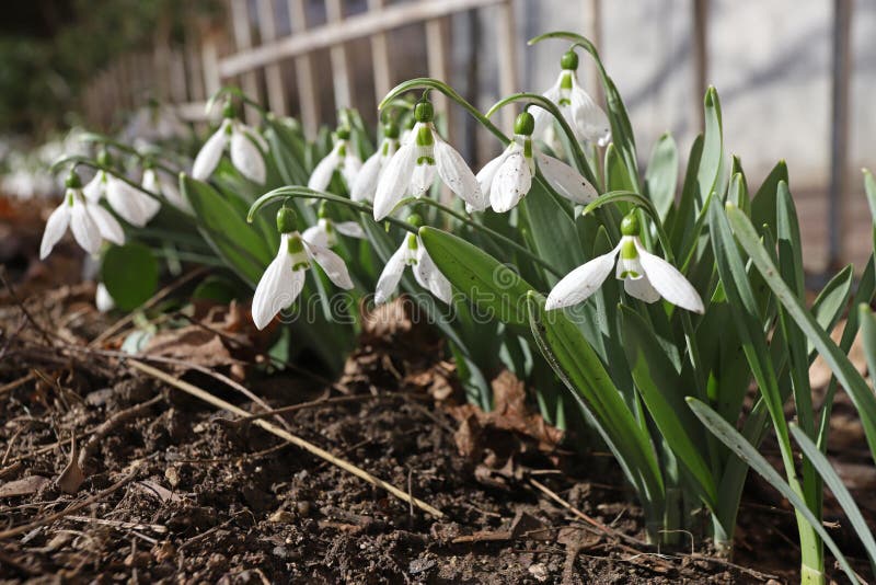 Snowdrop or Common Snowdrop Galanthus Nivalis Flowers Stock Image ...