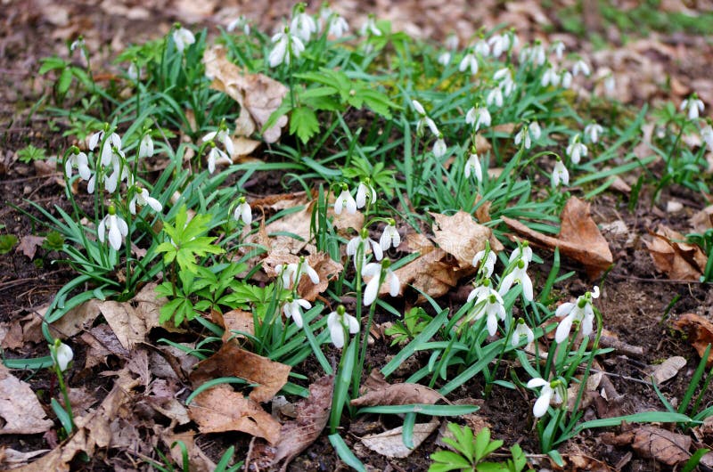 Snowdrop or Common Snowdrop Galanthus Nivalis Flowers. Snowdrop in the ...