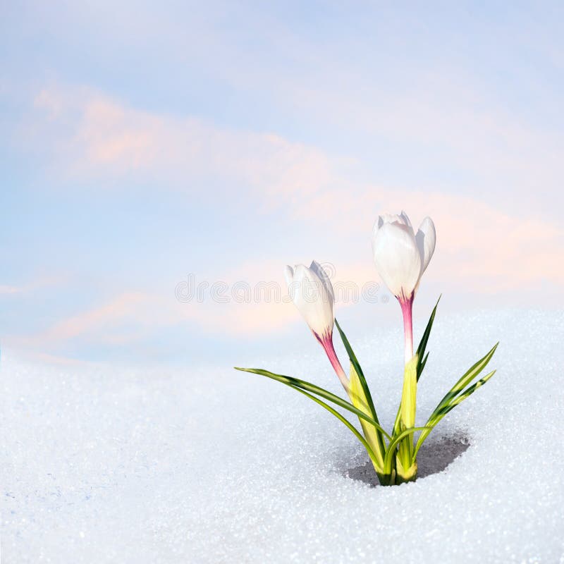 Crocus flower in the snow stock image. Image of snow - 36497327