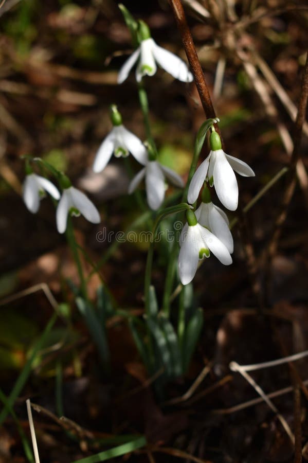 Snowdrop in dappled light stock image. Image of close - 114618943