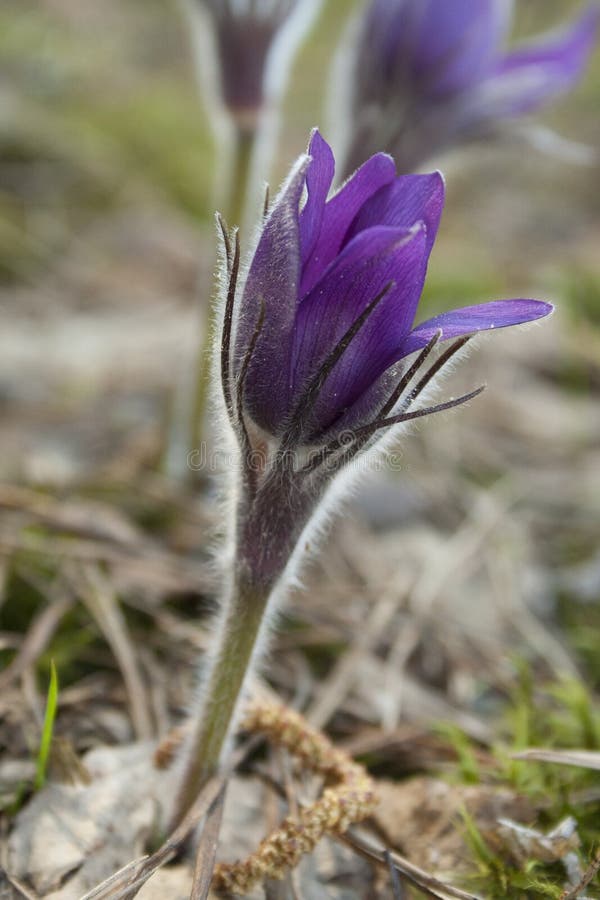 3,887 Violet Snowdrop Photos - Free & Royalty-Free Stock Photos from ...