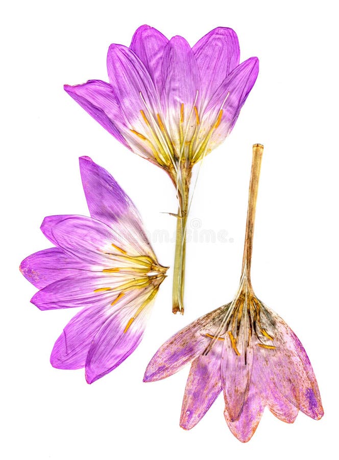 Snowdrop Dry Delicate Pressed Flowers Isolated Stock Image - Image of ...
