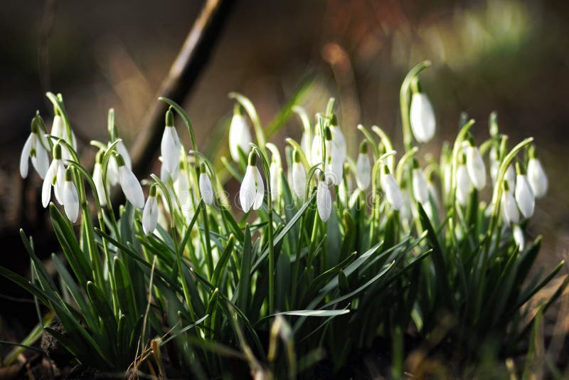 Snowdrop stock photo. Image of snowdrops, spring, flower - 89281376