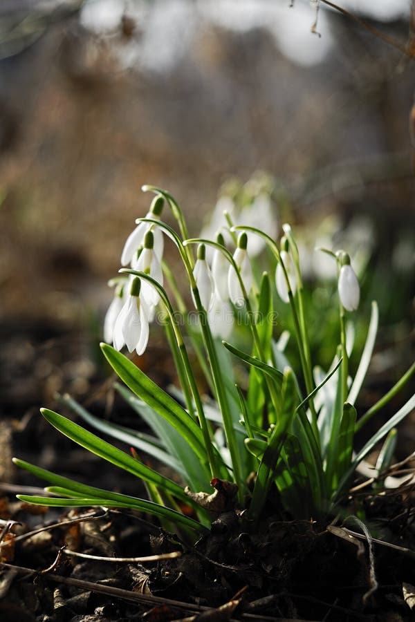 Snowdrop stock image. Image of spring, beautiful, leaf - 89281467