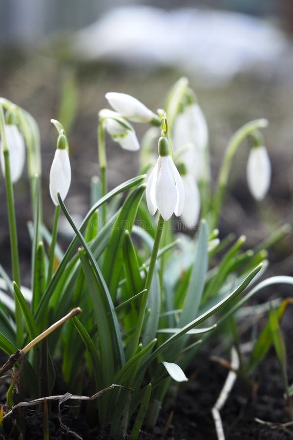 Snowdrop stock image. Image of freshness, spring, nature - 89281691