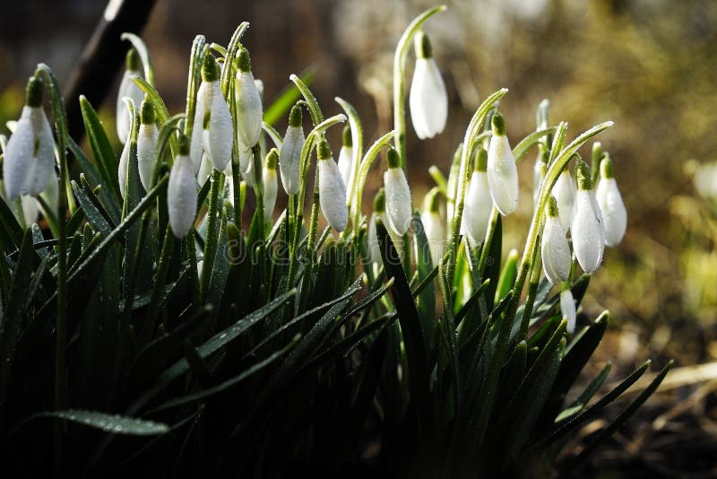 Snowdrop stock photo. Image of earliest, growth, nature - 89411162