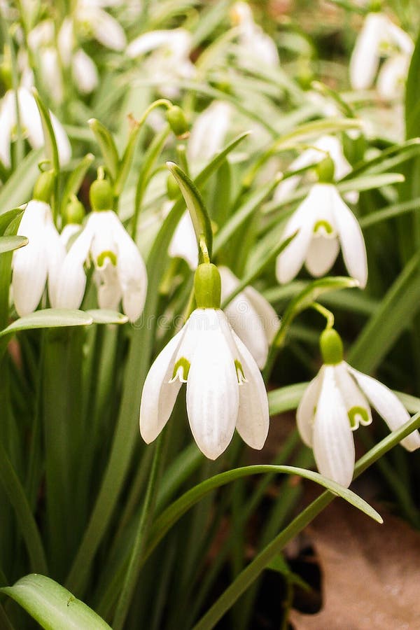Snowdrop stock image. Image of spring, winter, snowdrops - 63848919