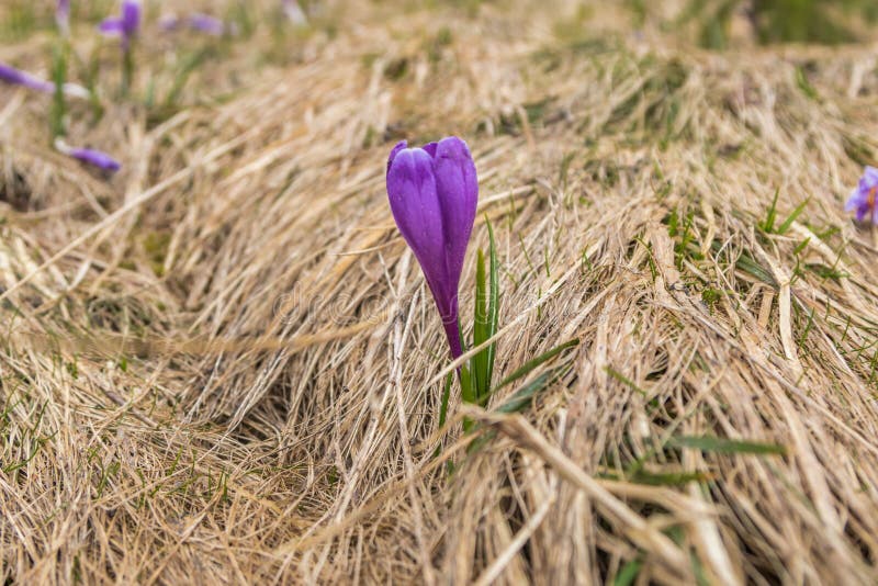 Beautiful Single Spring Crocus in the Grass Stock Image - Image of ...