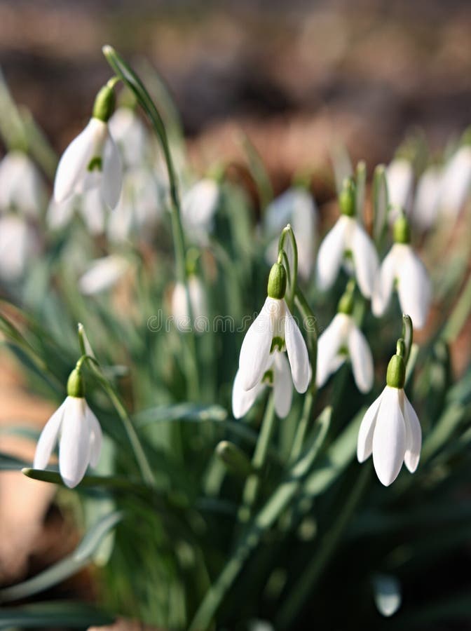 Crocus-snowdrops stock photo. Image of crocus, macro, fresh - 8585824