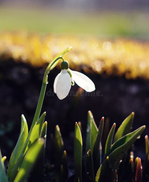 Snowdrop flower stock photo. Image of green, blooming - 18721776
