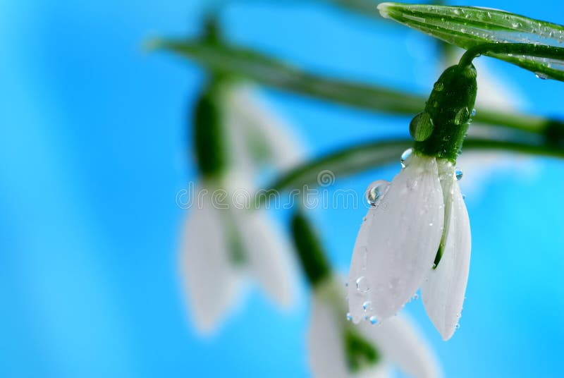 Snowdrop flower stock photo. Image of nature, season, garden - 1895788