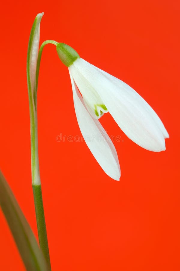 Snowdrop flower stock photo. Image of botanical, beautiful - 24161594