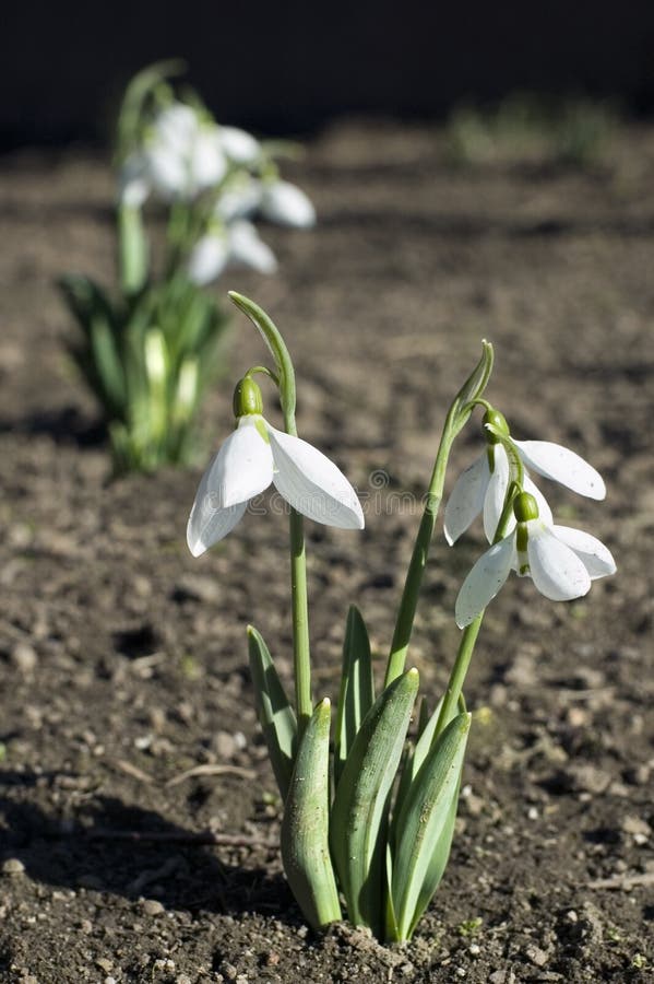 Snowdrop flower stock image. Image of closeup, drops, snowdrops - 4282871