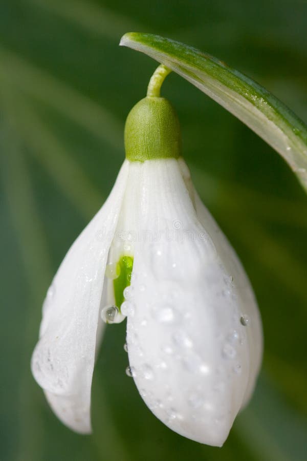 Snowdrops stock photo. Image of flower, nature, drops - 1732826