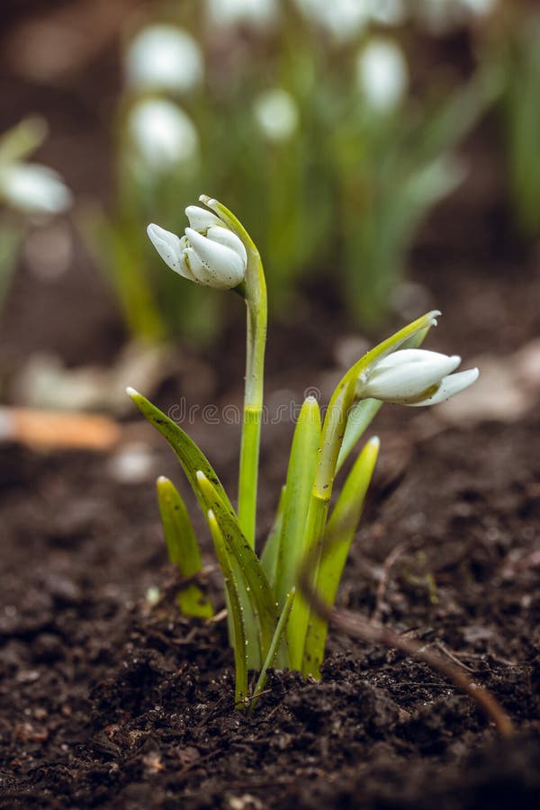 Snowdrop stock photo. Image of soil, blossom, light, rain - 87861910