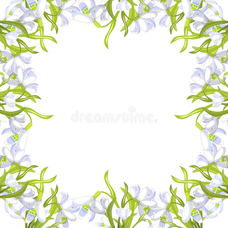 Snowdrop Flower Blossomed with Leaves. Vector Illustration Stock Vector ...