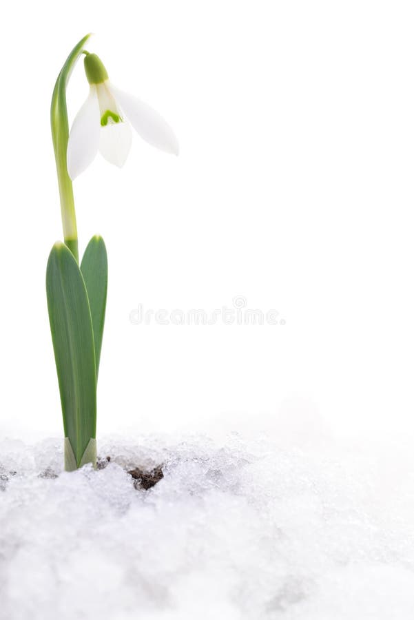 Snowdrop and snow. stock image. Image of closeup, blossom - 110230399