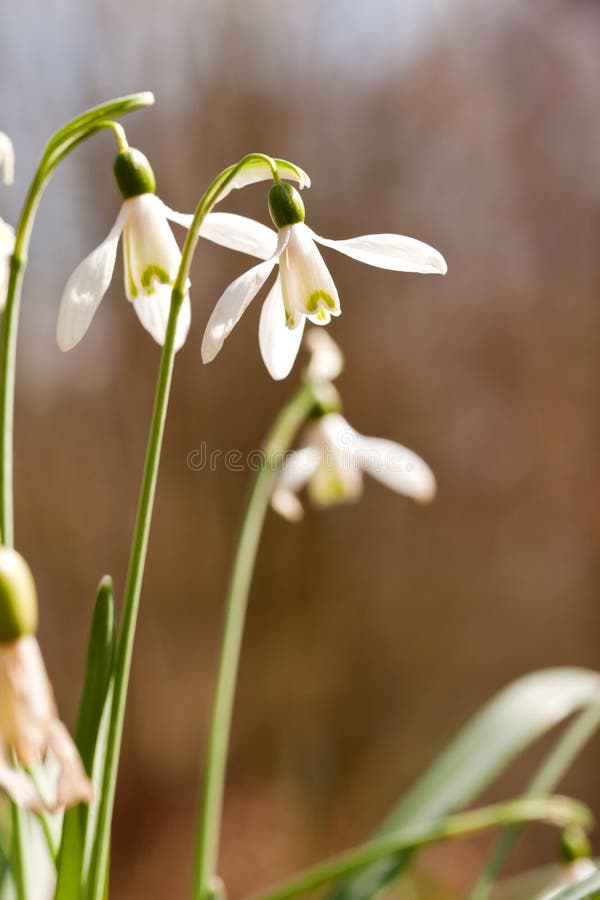 Snowdrop flower stock photo. Image of closeup, color - 30656046