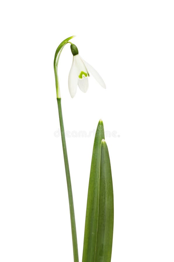 Snowdrop stock photo. Image of leaf, bloom, tender, isolated - 12763288