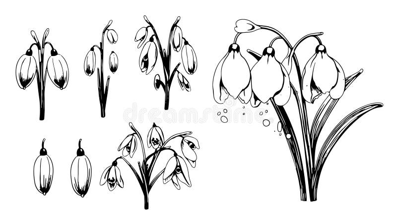 Snowdrop Flower Graphic Black White Isolated Sketch Set Stock Vector ...