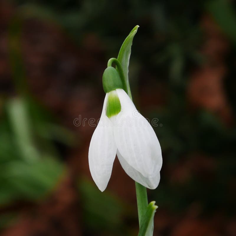 Snowdrop Flower on Green Stem Stock Image - Image of flower, snowdrop ...