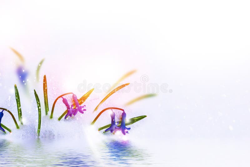 Snowdrop Flower Growing in Snow in Early Spring Forest Stock Photo ...