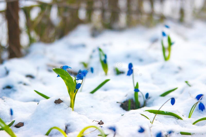 Snowdrop Flower Growing from Snow Spring Sunny Day Stock Photo - Image ...