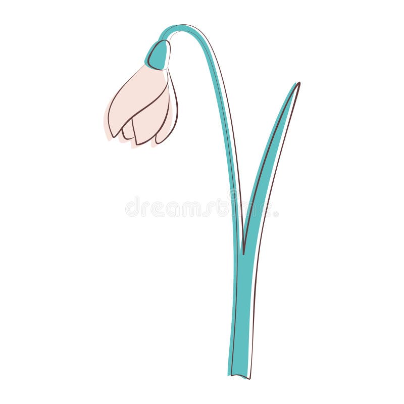 Snowdrop Flower Illustration Stock Illustration - Illustration of ...