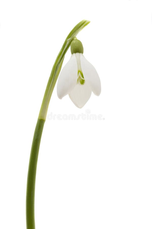 Snowdrop flower isolated stock image. Image of stem - 213361619