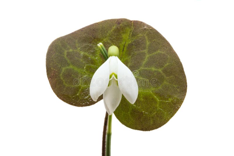 Snowdrop flower isolated stock photo. Image of white - 213881806