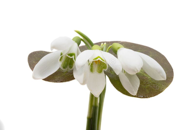 Snowdrop flower isolated stock image. Image of isolated - 213881811
